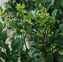 米仔兰的功效与作用-图片-禁忌-乡间郎中